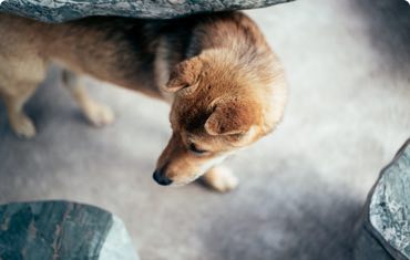 Products - Precision Vet Compounding