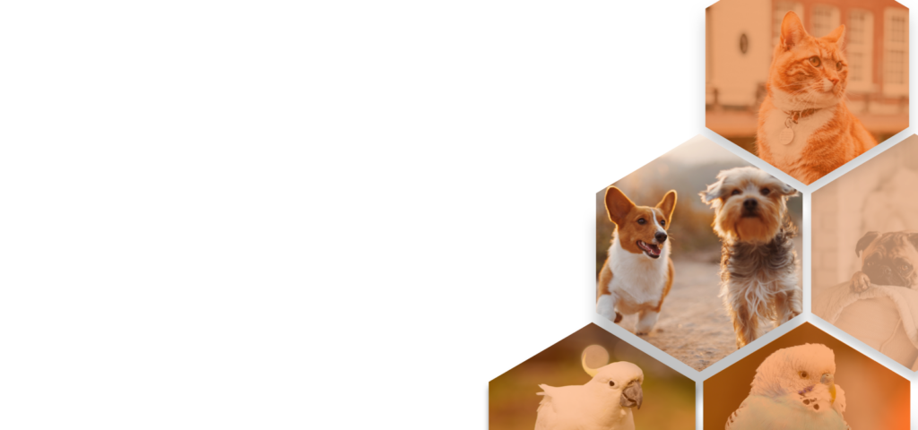 Home - Precision Vet Compounding